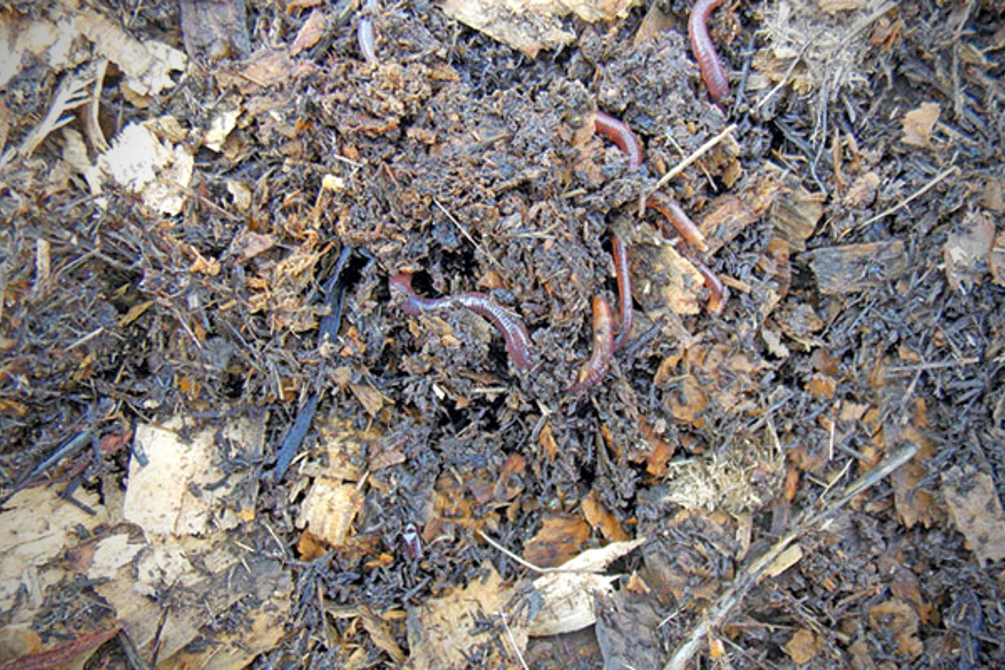 Getting to know earthworms - KSFI